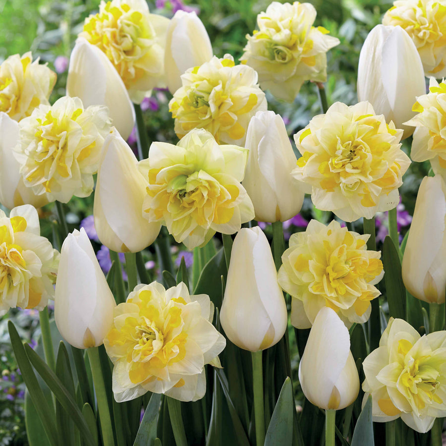 Bulbes Collection de 15 Narcisses Replete et Tulipes Evening breeze ...