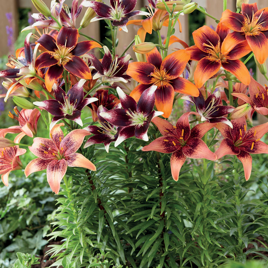 Bulbes Collection de 6 Lis (Beverly Dreams, Mister Pistache) - Lilium ...