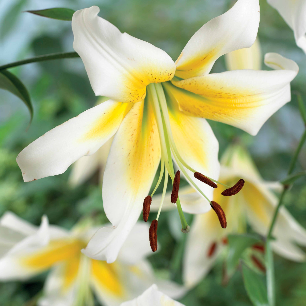 Bulbes Collection de 6 Lis (Beverly Dreams, Mister Pistache) - Lilium ...