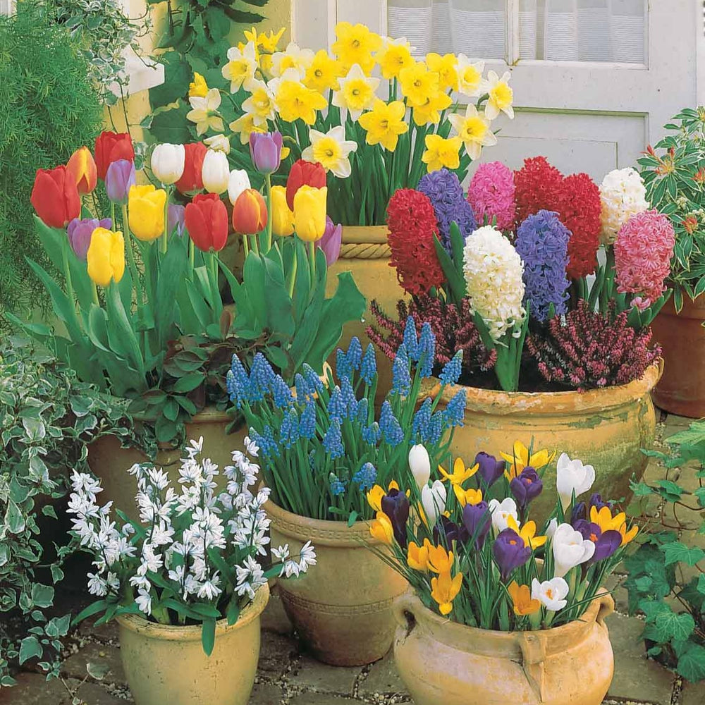 Bulbes Collection de 15 Narcisses Replete et Tulipes Evening breeze ...