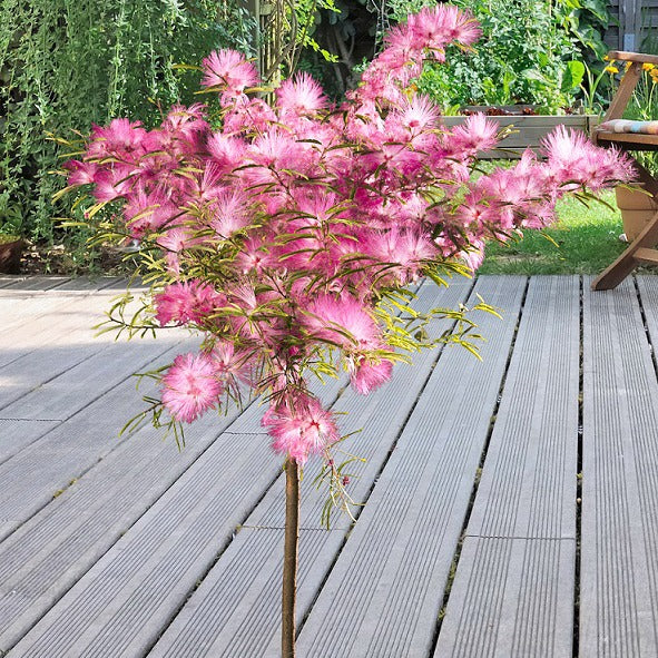 Calliandra surinamensis Pink Powder Puff sur tige - Calliandra ...