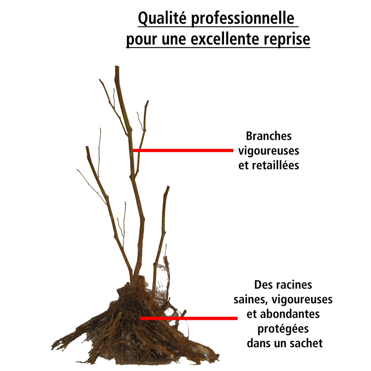 Collection de 9 Fruitiers à fruits rouges - Rubus idaeus 'sumo 2 ...