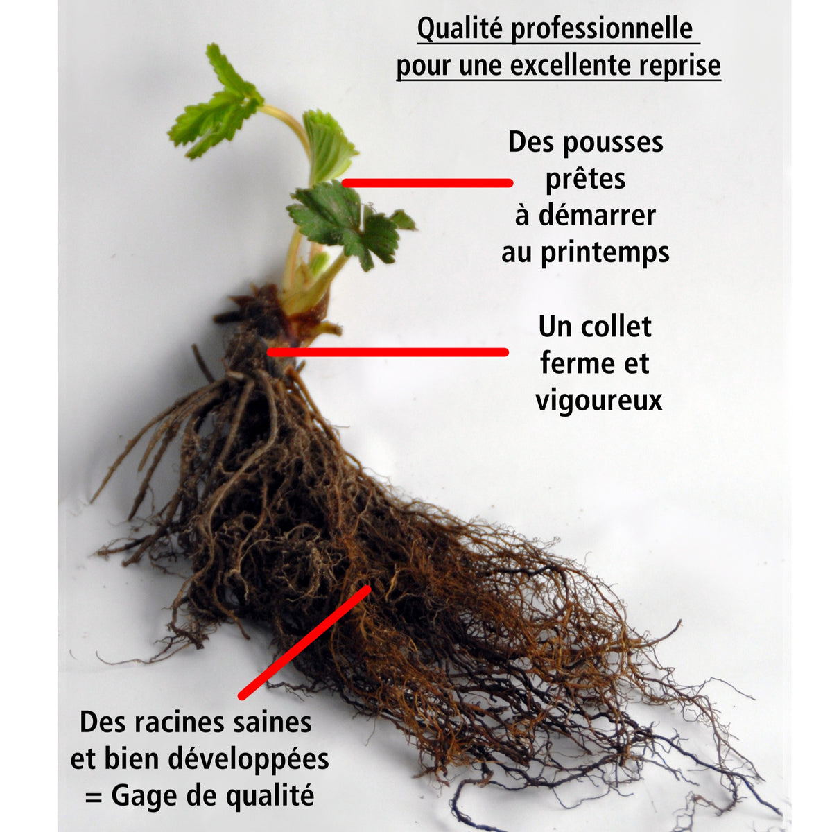 Collection de 9 Fruitiers à fruits rouges - Rubus idaeus 'sumo 2 ...