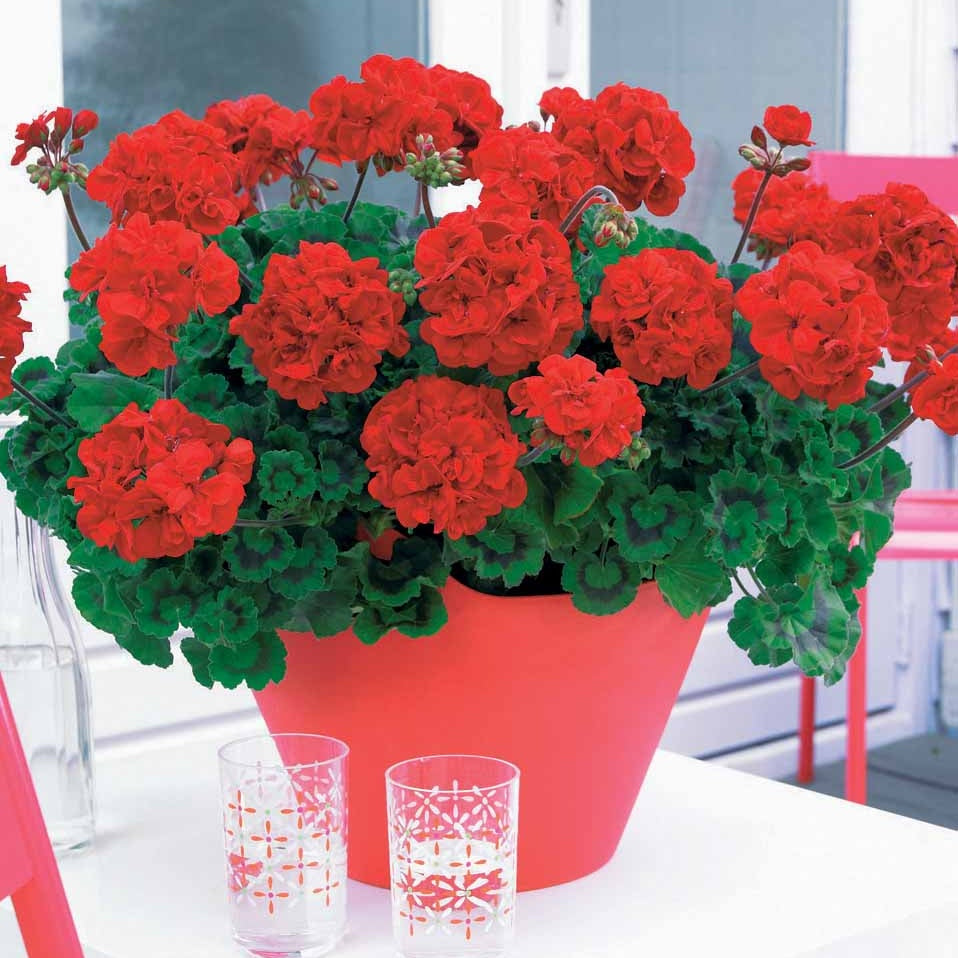6 Géraniums à massifs rouges Toscana ® - Pelargonium zonale toscana