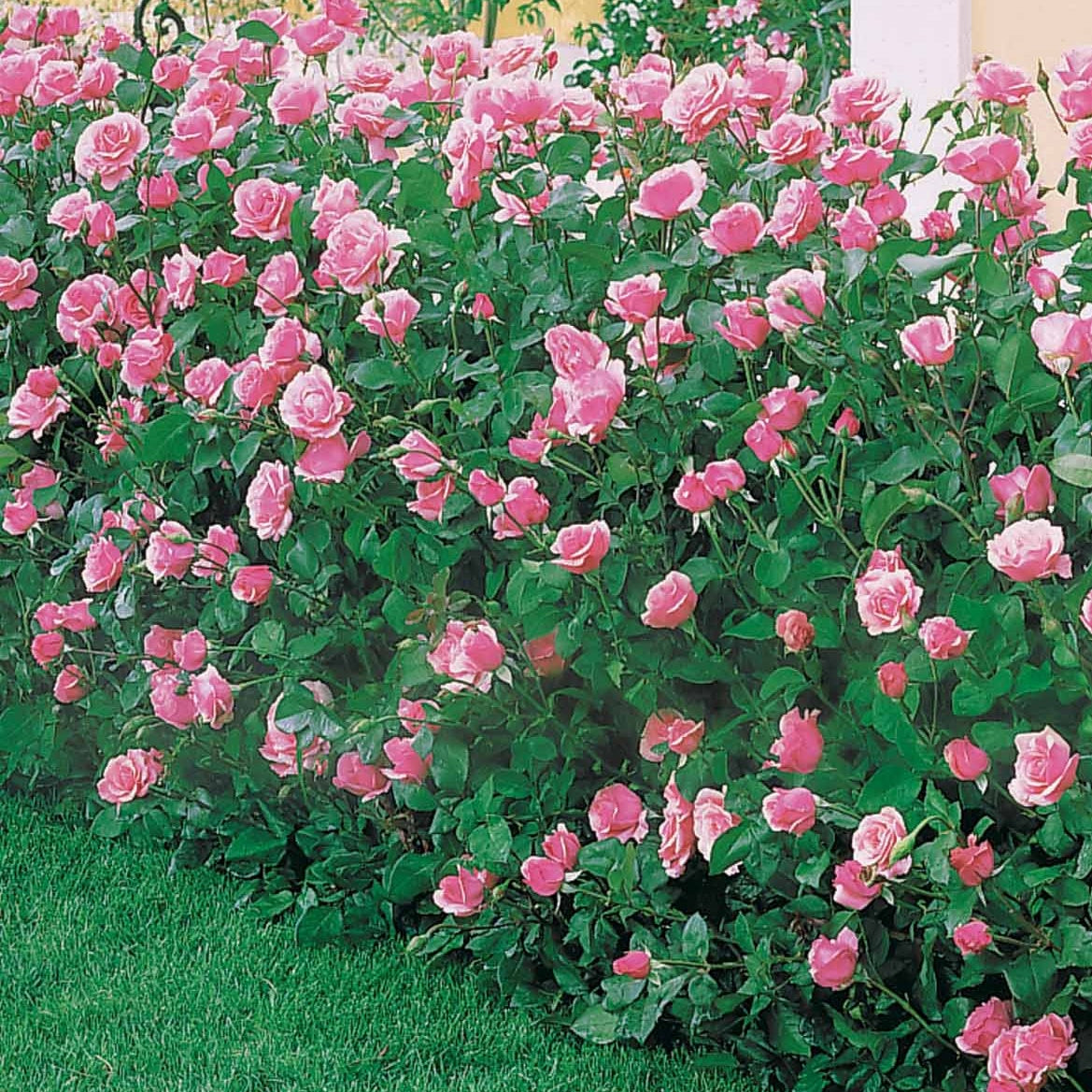 8 Rosiers Queen Elisabeth roses - Rosa queen elisabeth