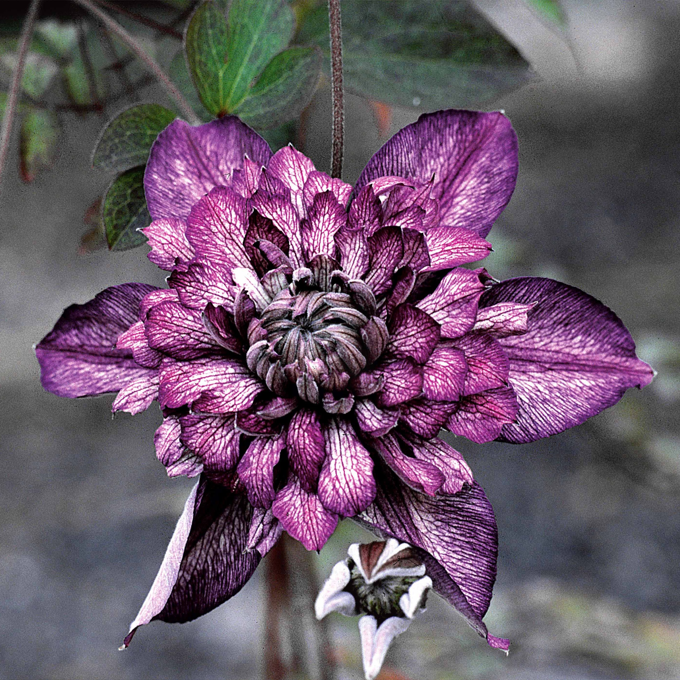 Clématite Cassis EVIPO020 - Clematis cassis evipo020