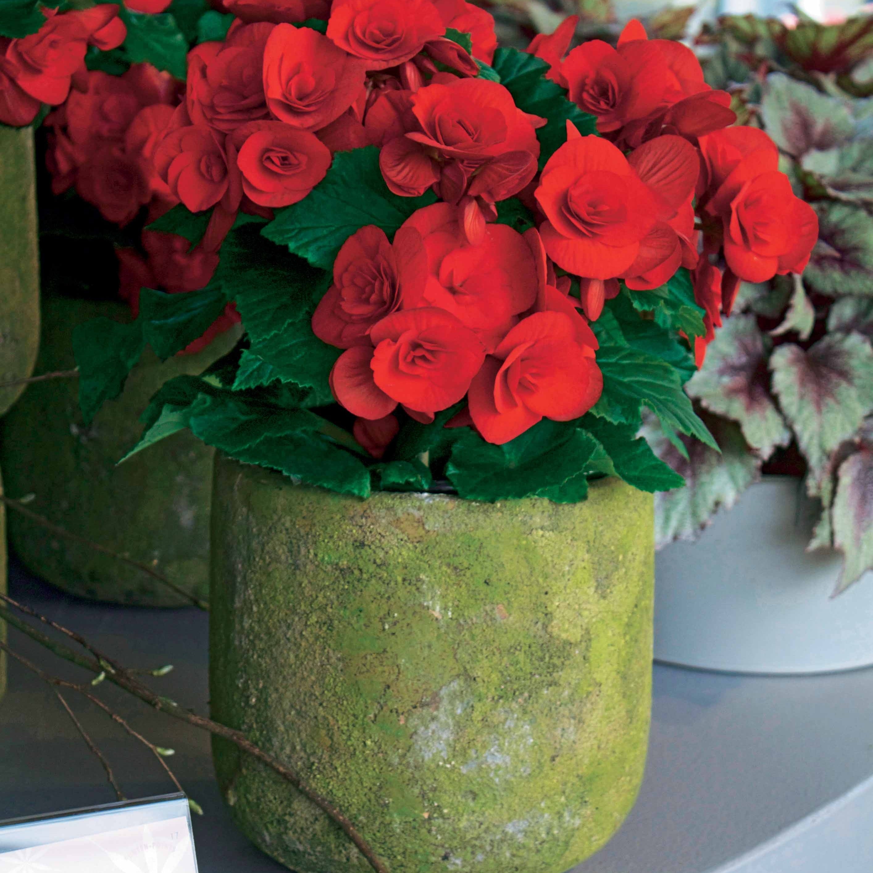 Bégonia d'intérieur rouge - Begonia berseba rouge