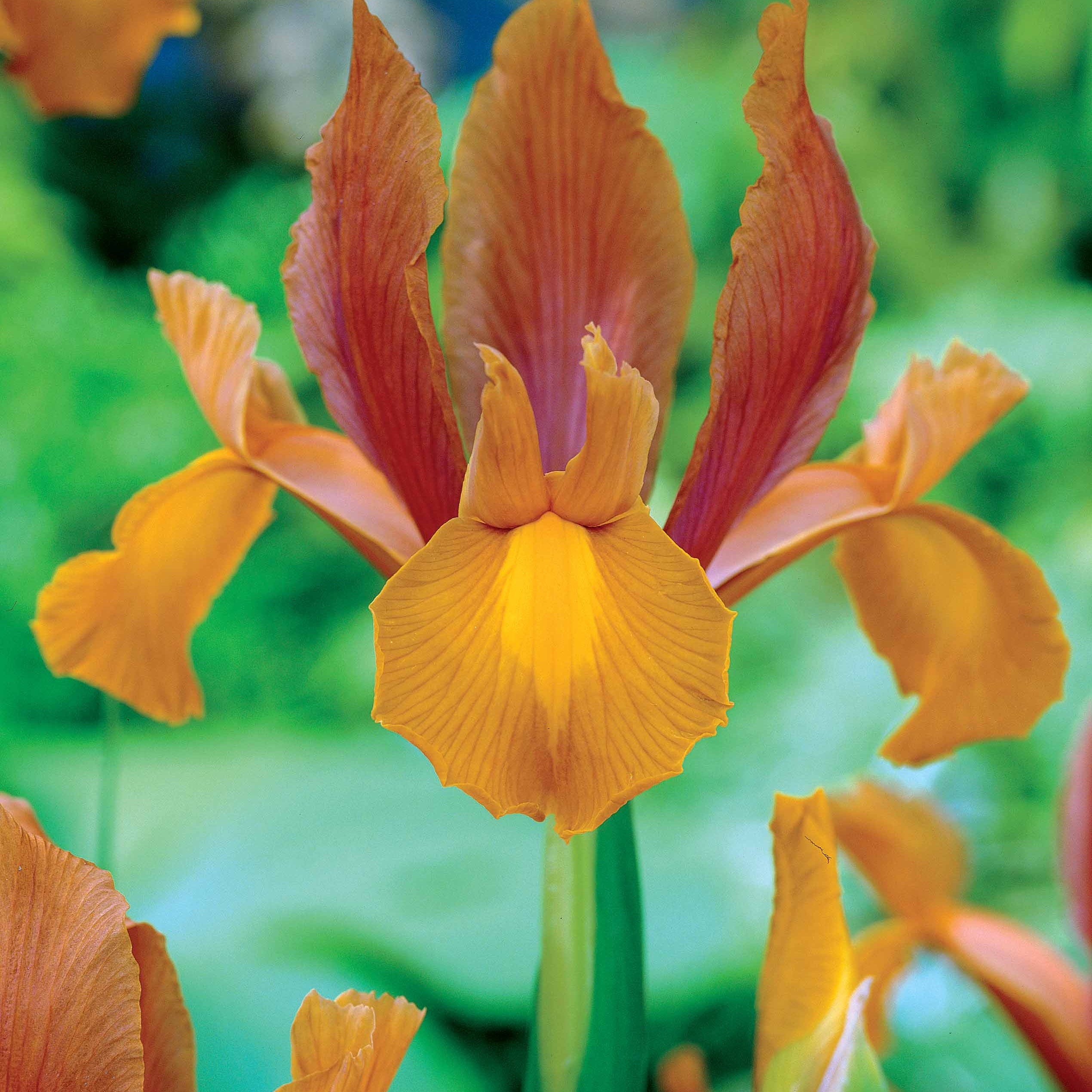 Bulbes 20 Iris de Hollande Princesse d'automne - Iris hollandica autumn ...