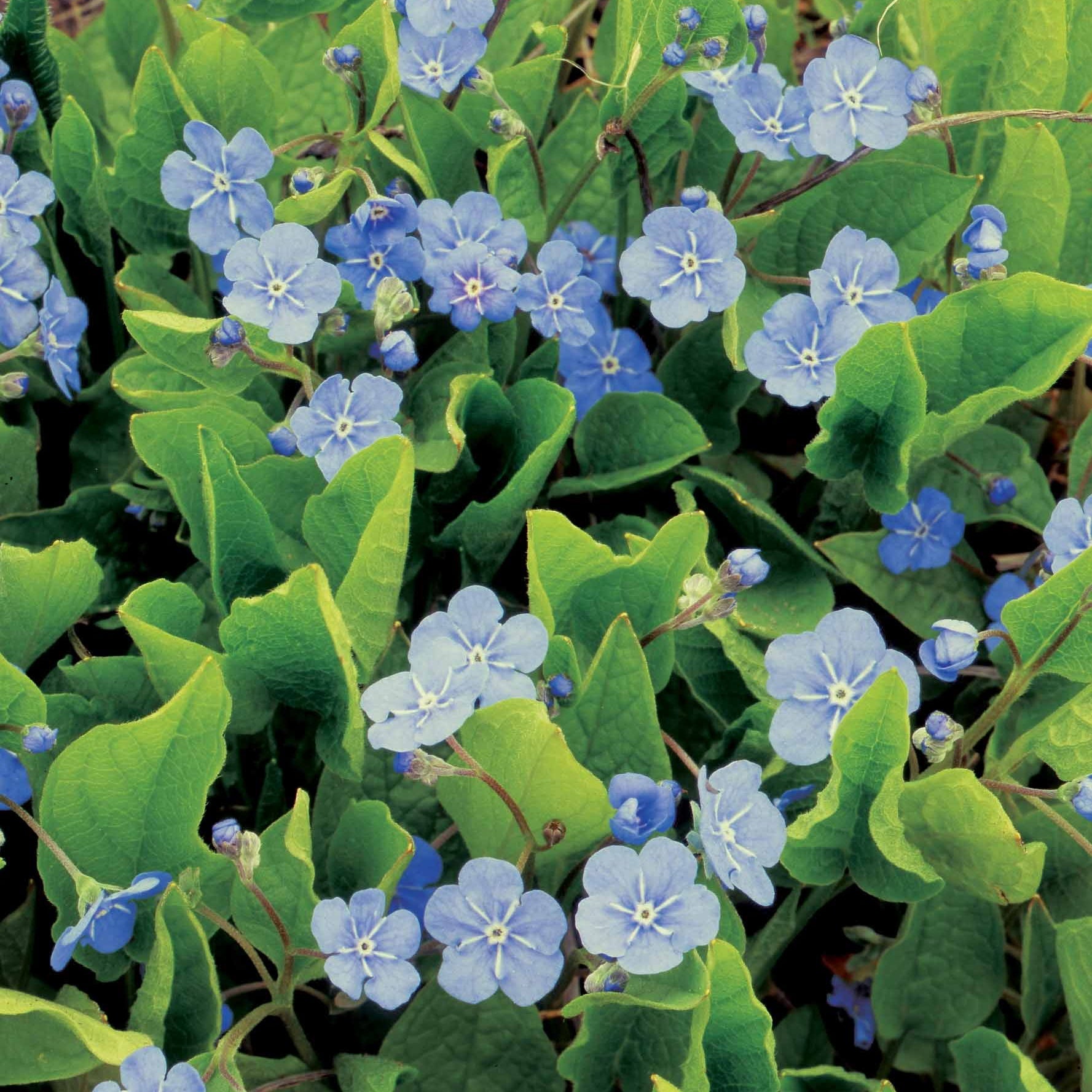 Omphalodes Blue eyes - Omphalodes blue eyes