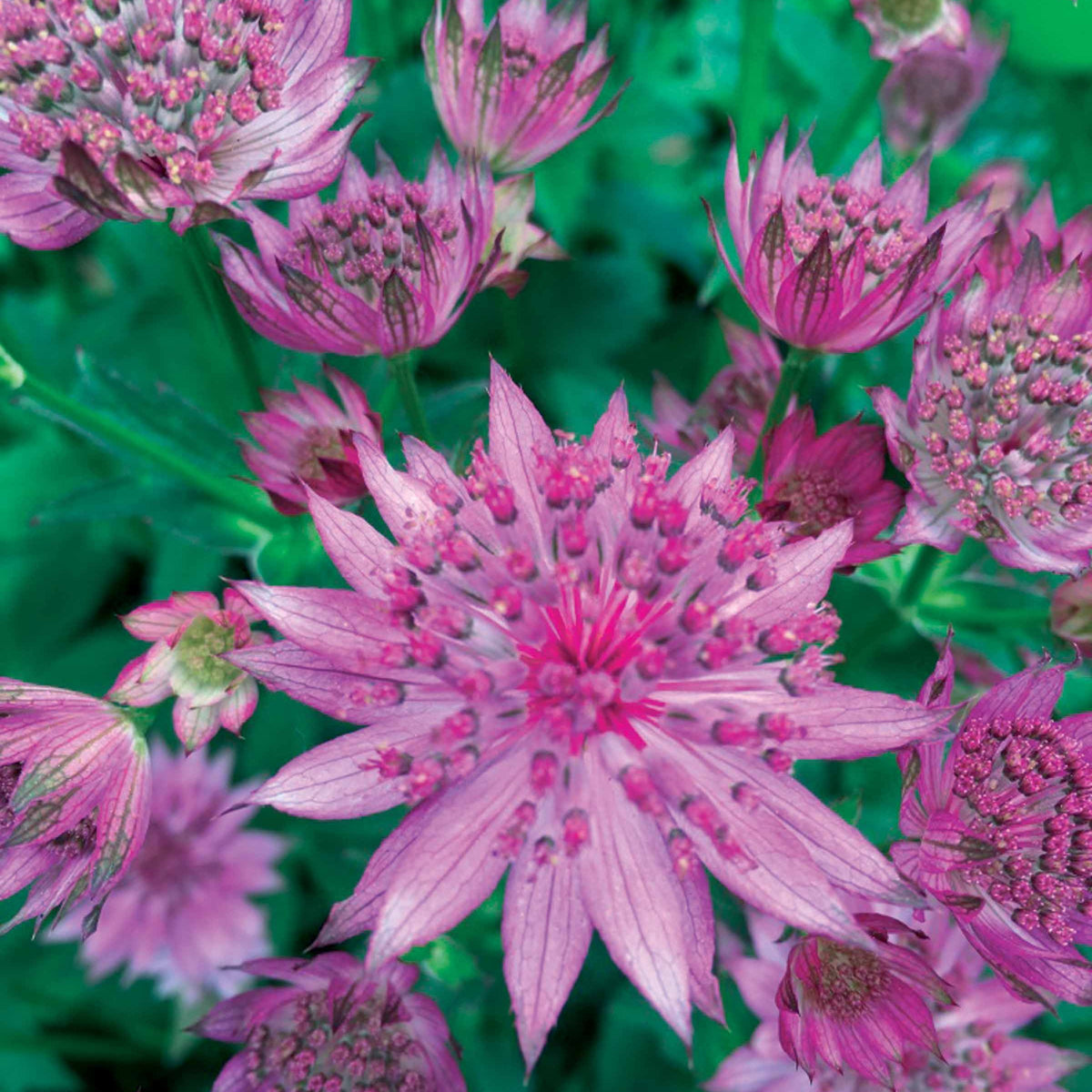 Collection de 8 plantes vivaces roses pour un jardin d'ombre ...