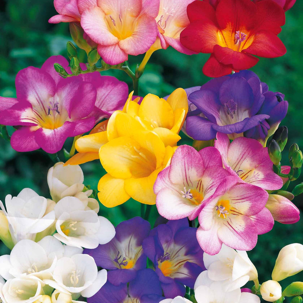 Bulbes 15 Freesia simple rose - Freesia 'pink'