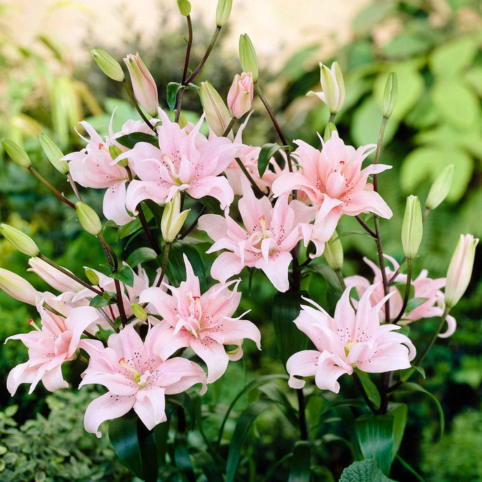 Bulbes 2 Lis asiatiques Kent - Lilium 'kent'