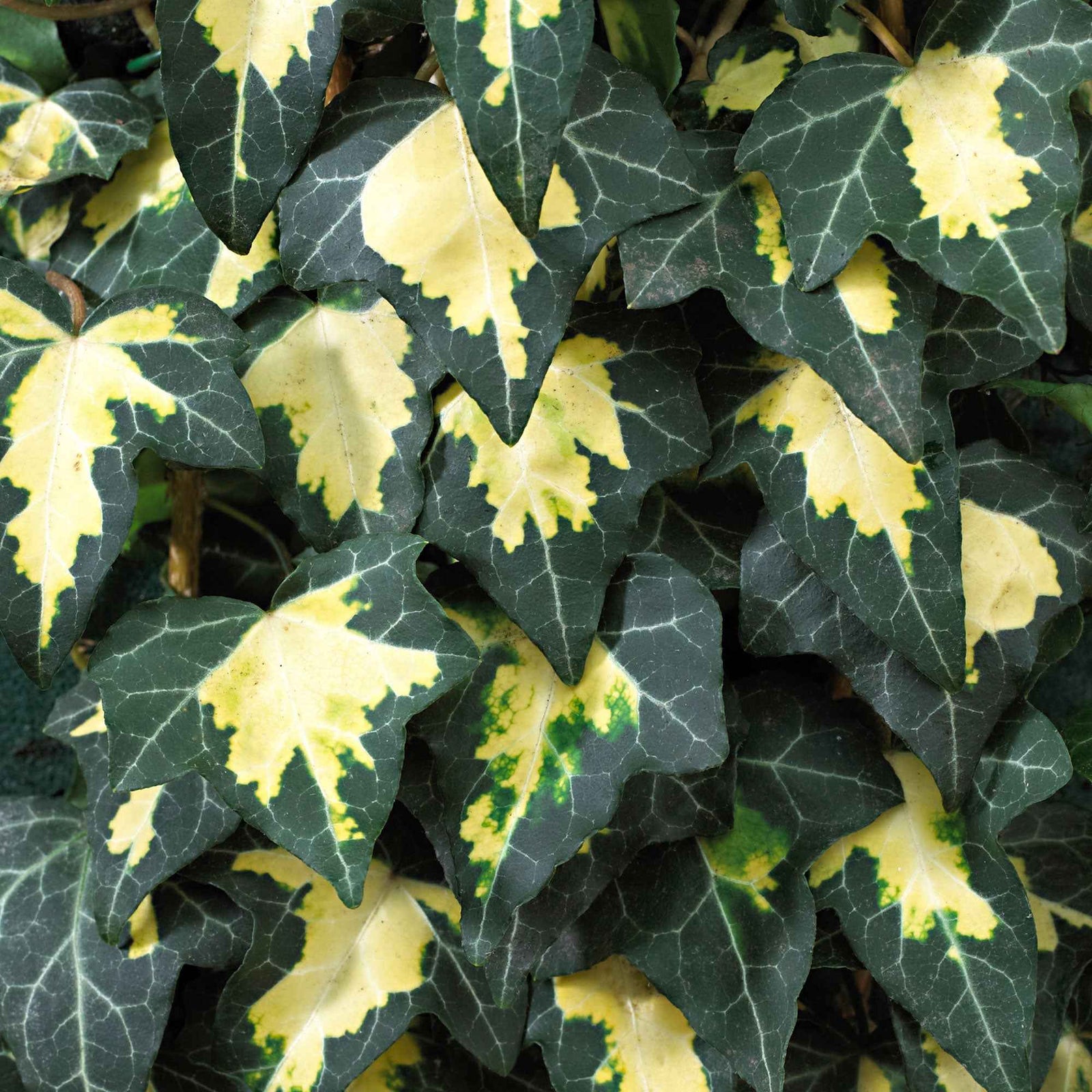 Lierre commun Goldheart - Hedera helix goldheart
