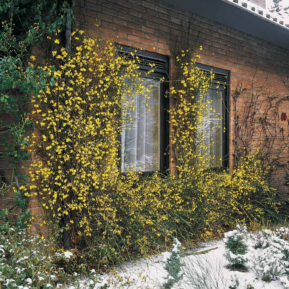 Jasmin d'hiver - Jasminum nudiflorum