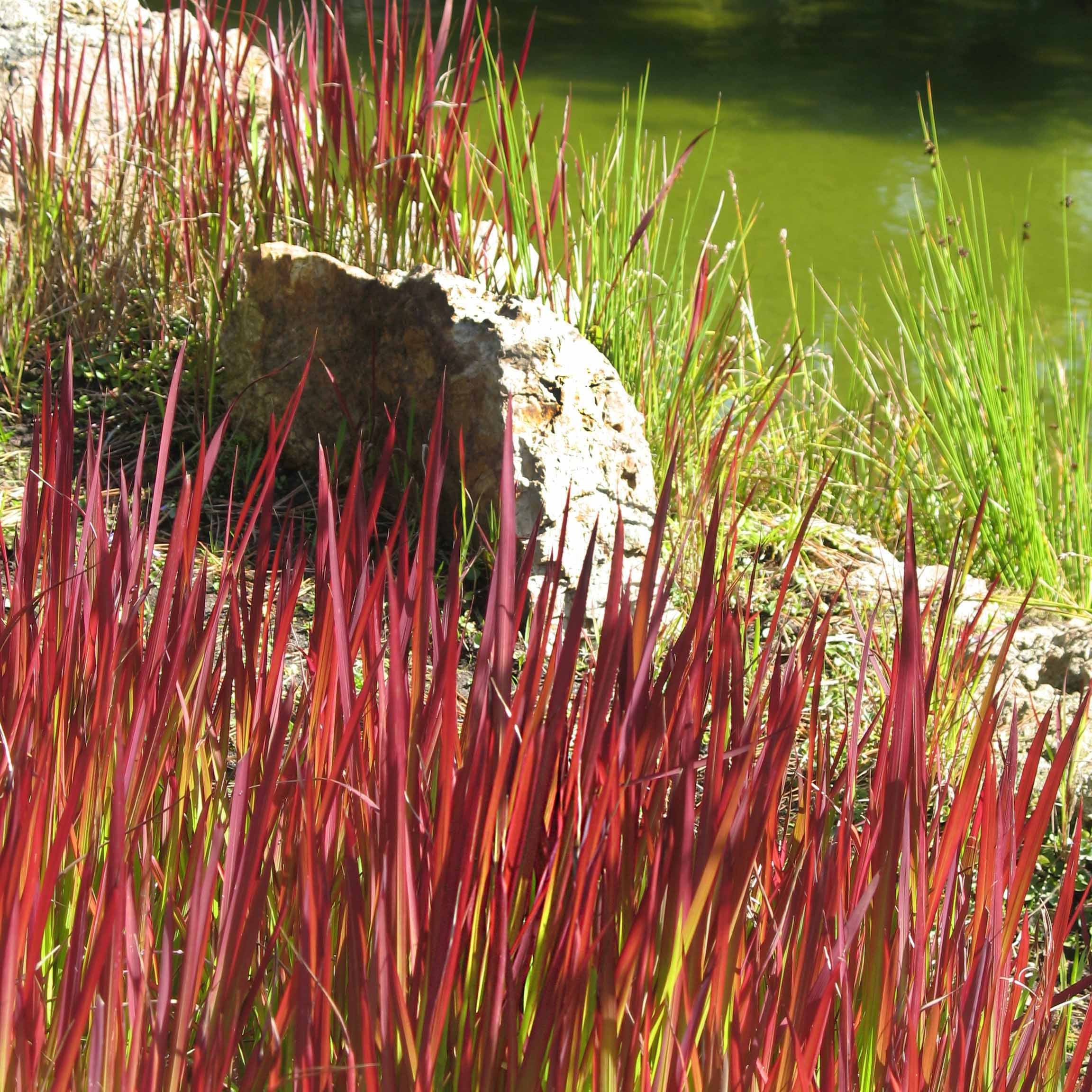 Imperatas Red Baron - Imperata cylindrica red baron