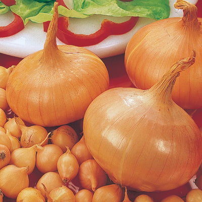 Bulbes d'oignons | Achat, Vente en ligne - Willemse