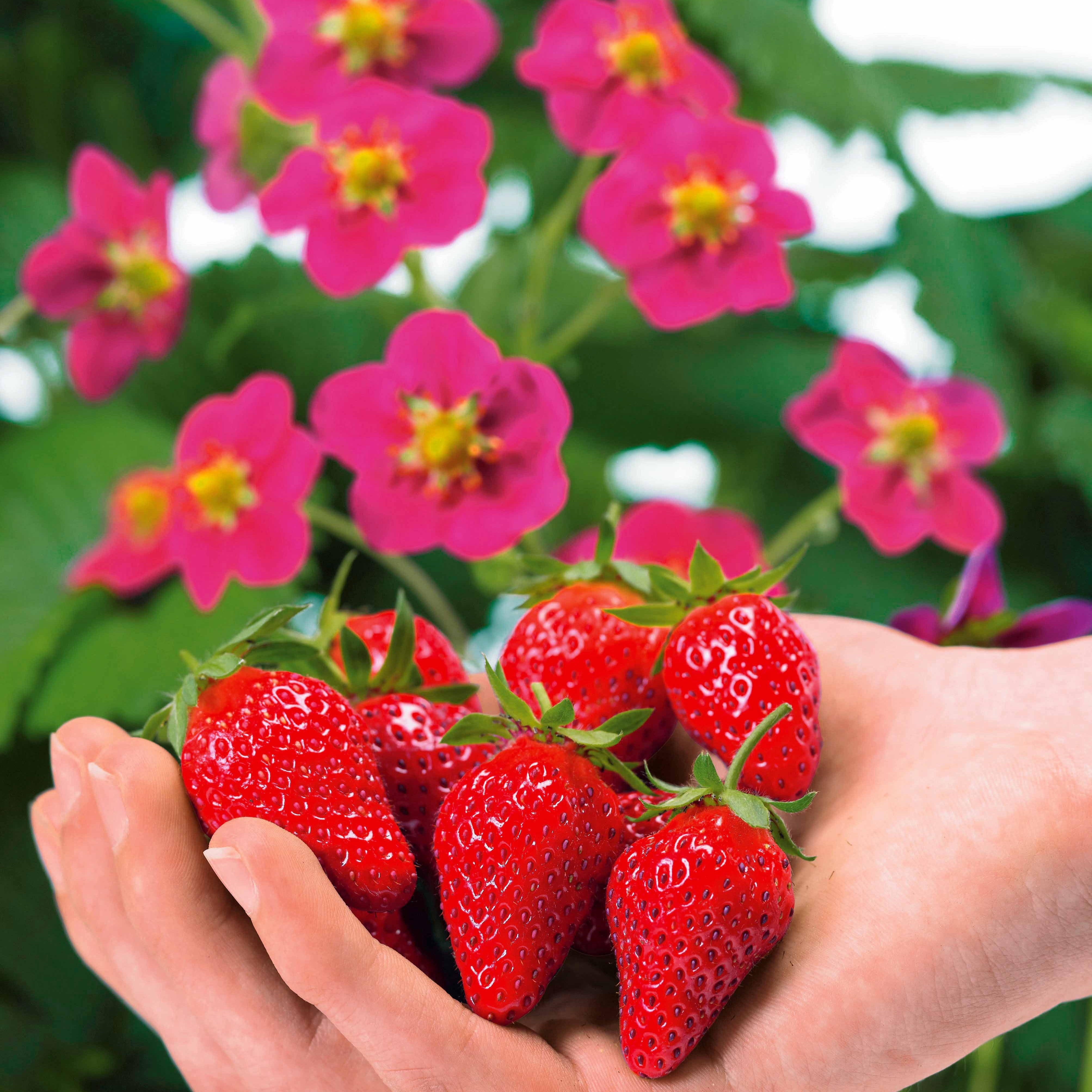Guide complet sur les variétés de plants de fraises