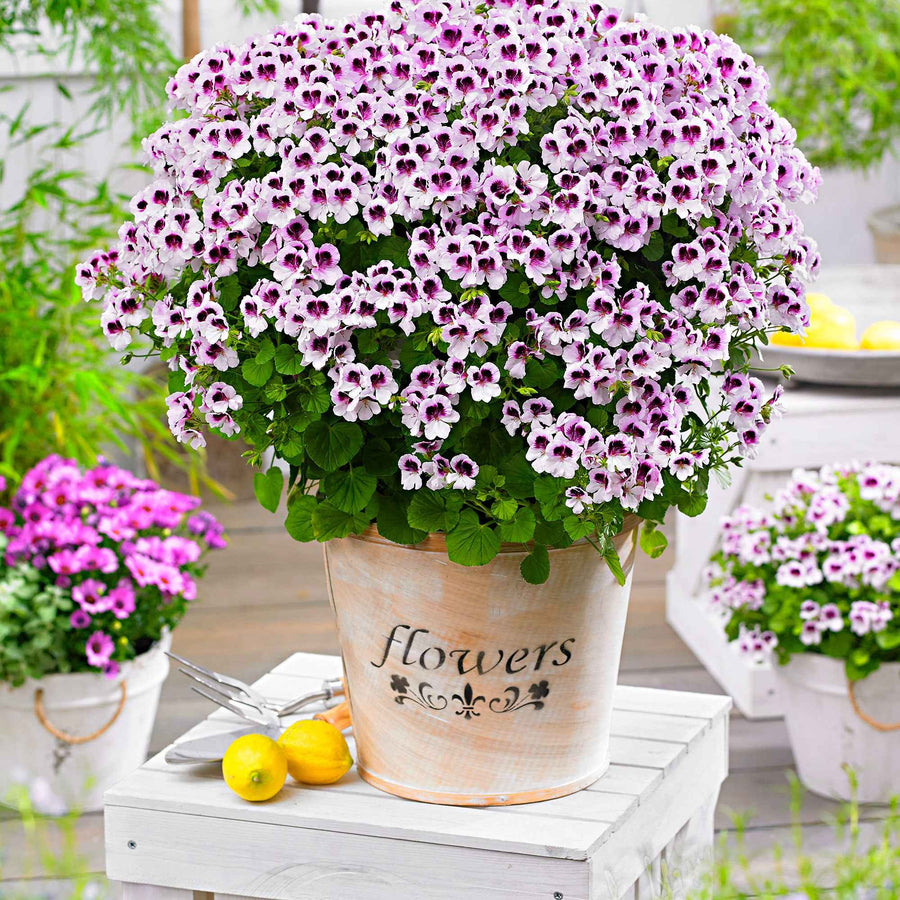 Géranium lierre - Pelargonium peltatum | Achat, Vente en ligne - Willemse