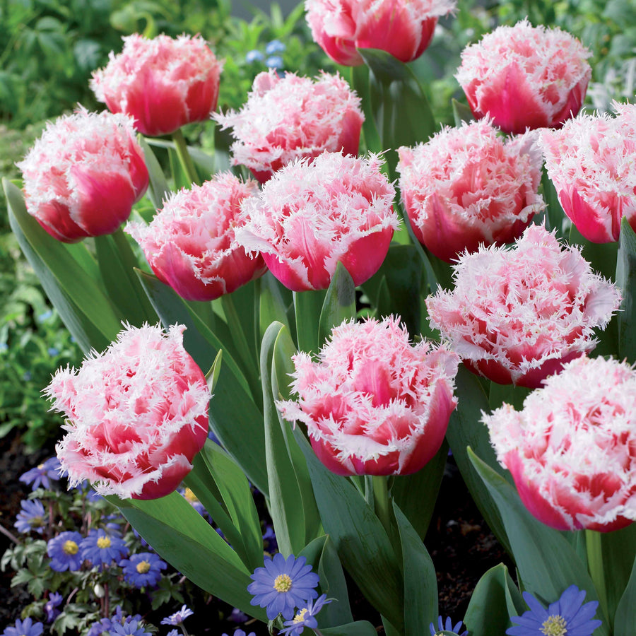 Bulbes 7 Tulipes Pluriflores Candy Club - Tulipa 'candy club'