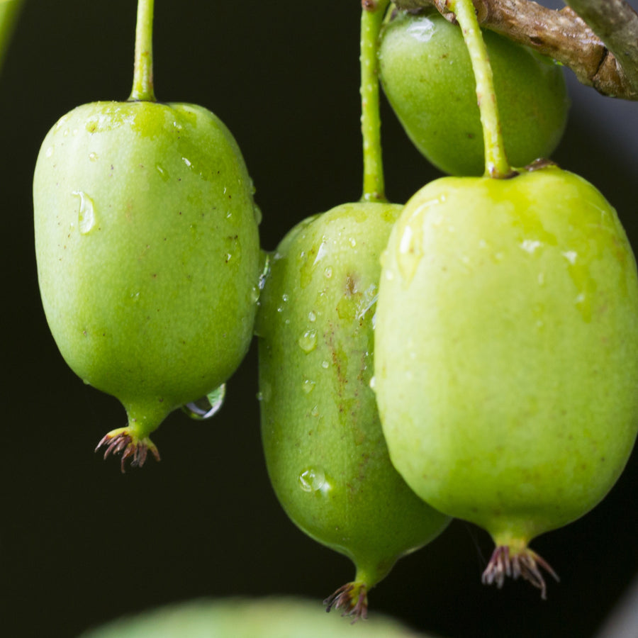 Cerisier Bigarreau Napoleon - Prunus avium bigarreau napoleon