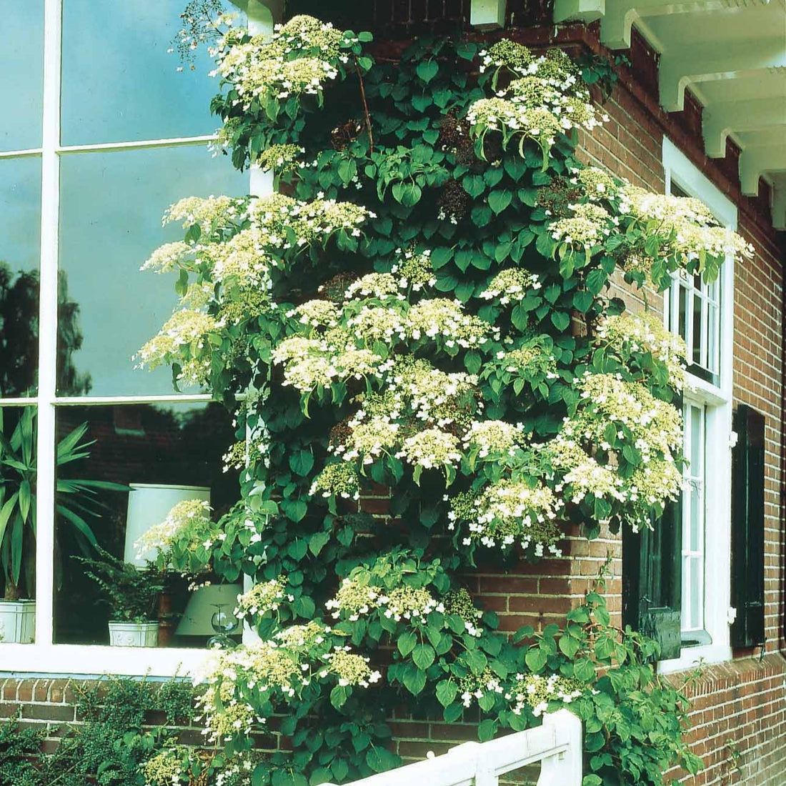 Hortensia grimpant - Hydrangea anomala var. petiolaris