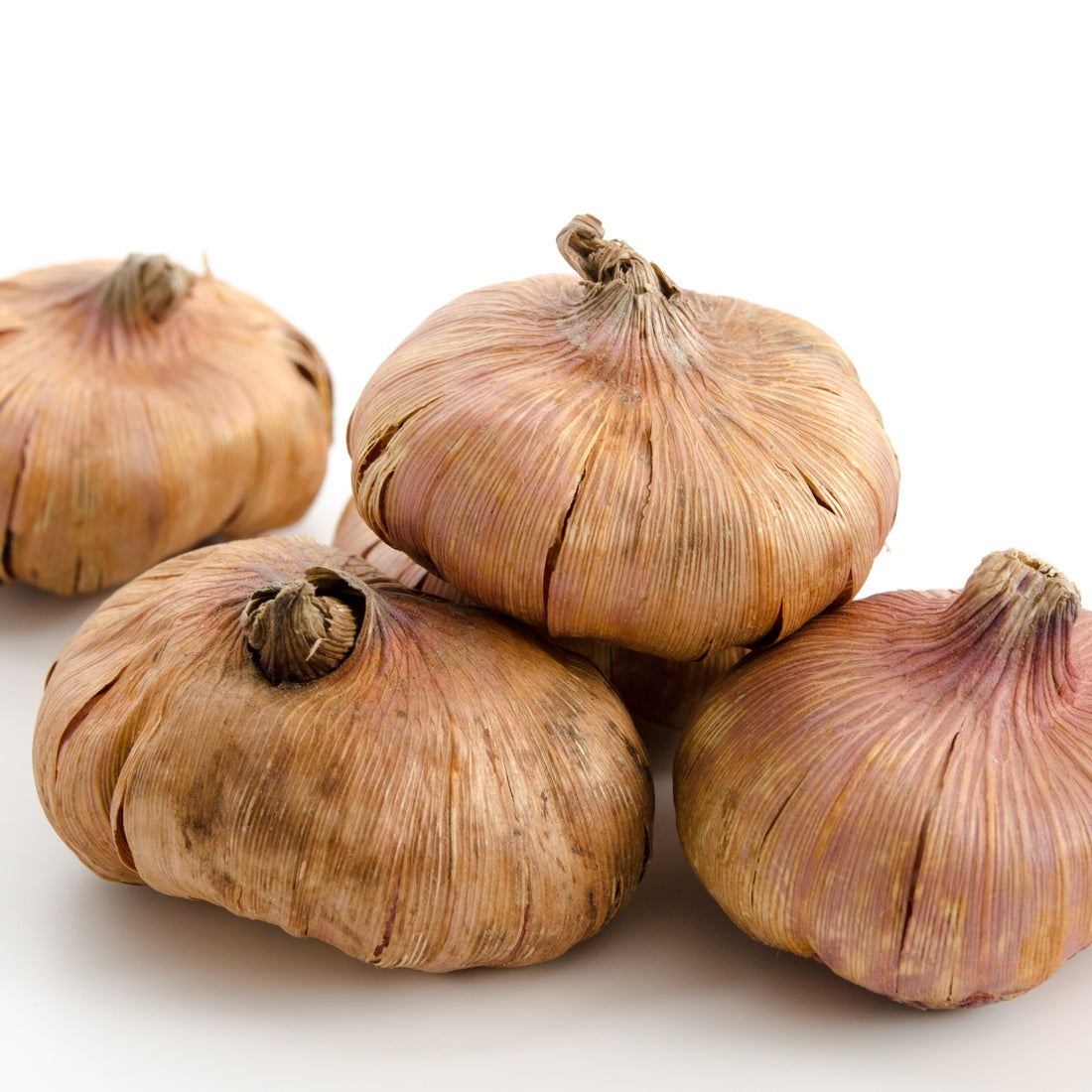 Willemse France – Jardinerie en ligne | Au coeur de votre jardin