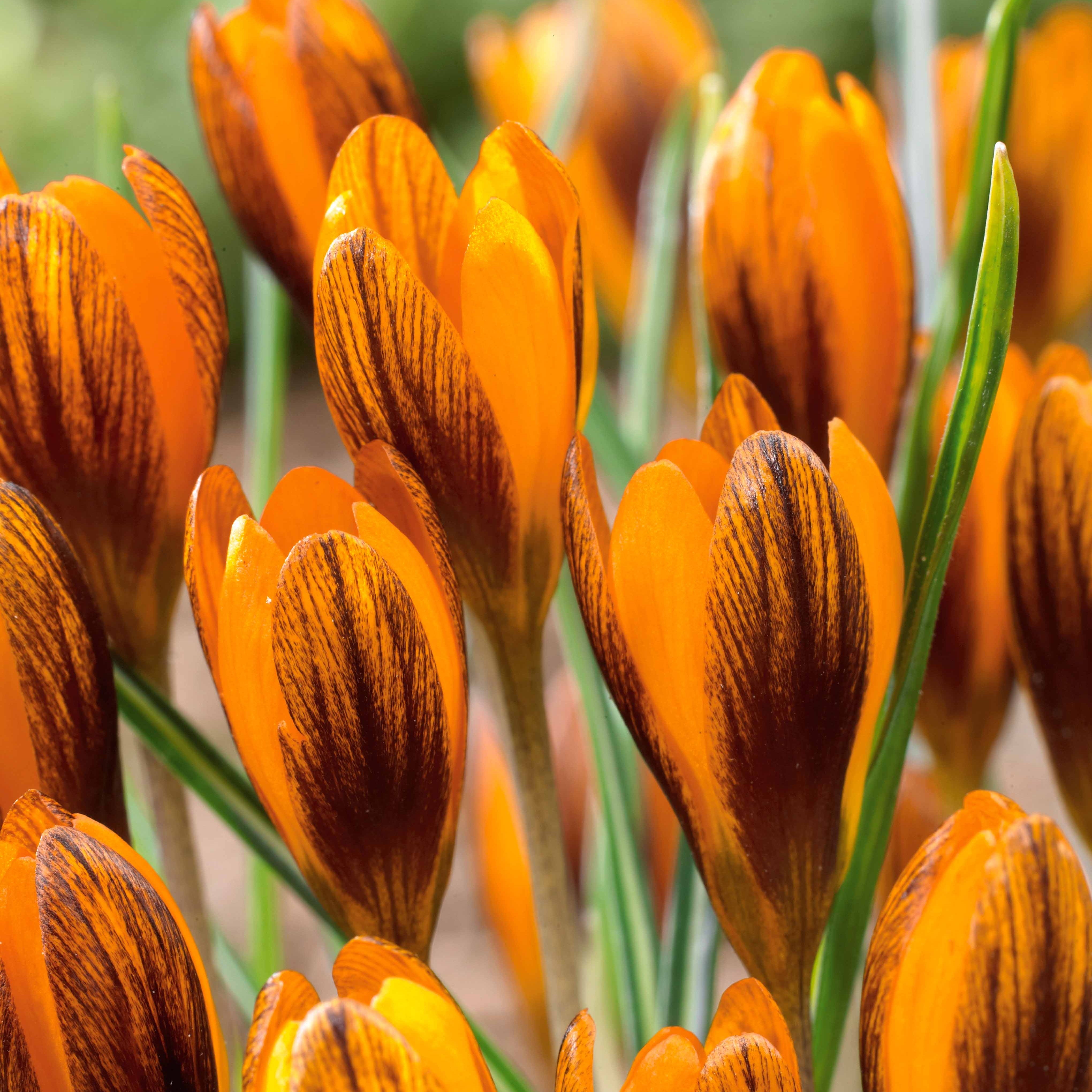 Bulbes 15 Crocus orange - Crocus chrysanthus orange monarch