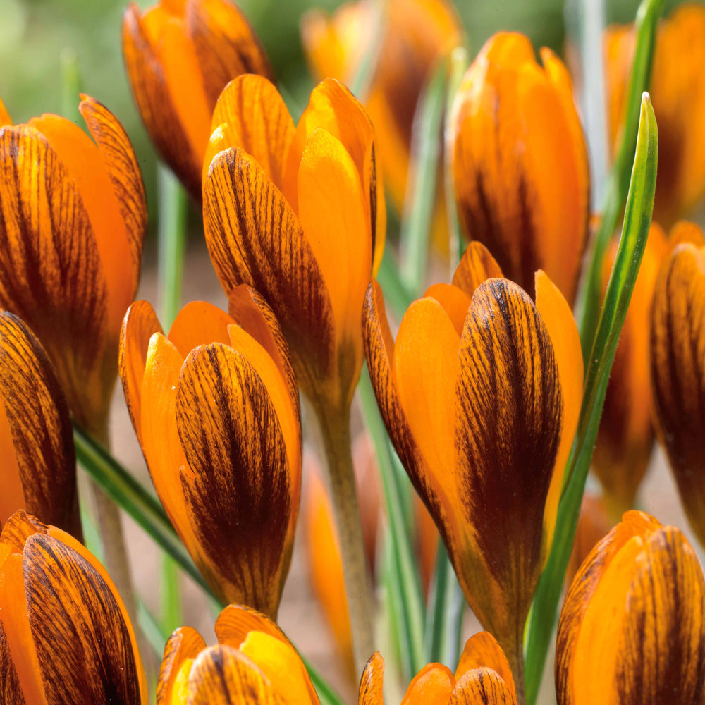Bulbes 15 Crocus orange - Crocus chrysanthus orange monarch
