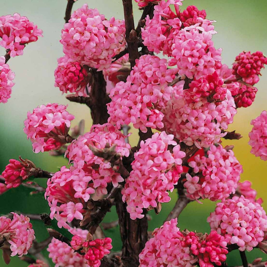 Viorne Rose - Viburnum bodnantense dawn