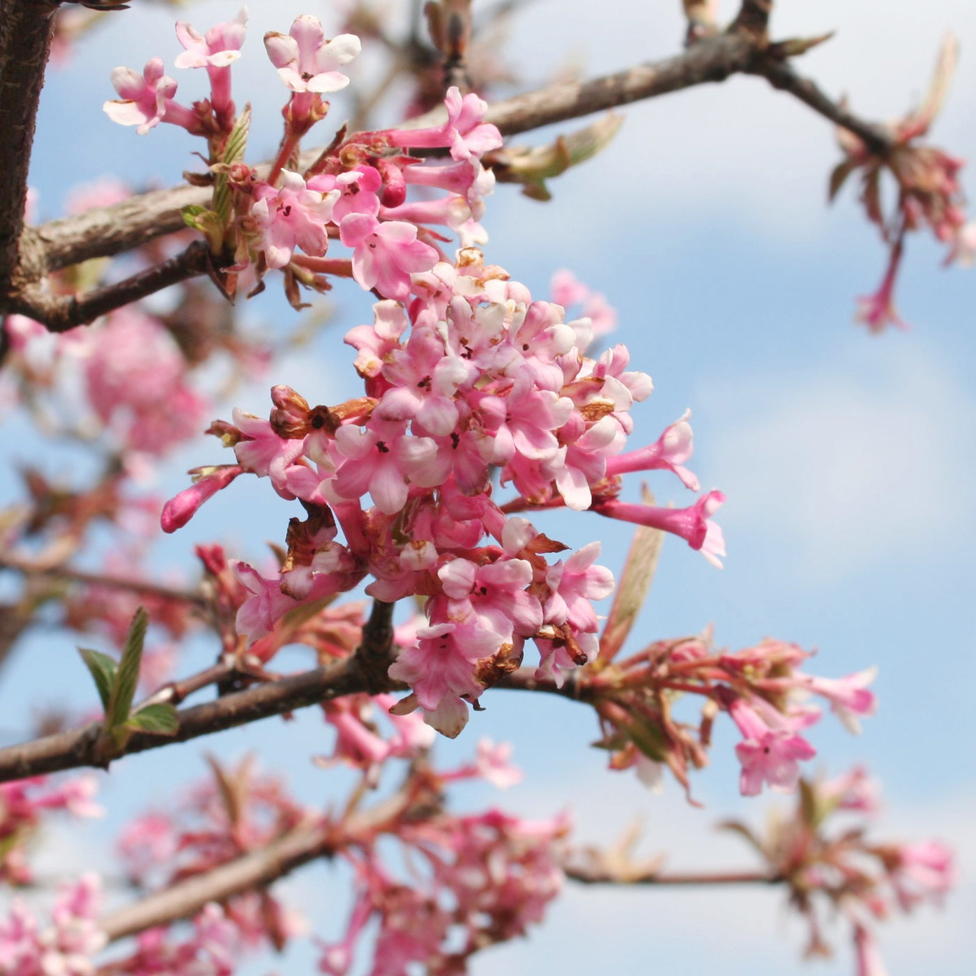 Viorne Rose - Viburnum bodnantense dawn