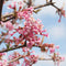 Viorne Rose - Viburnum bodnantense dawn