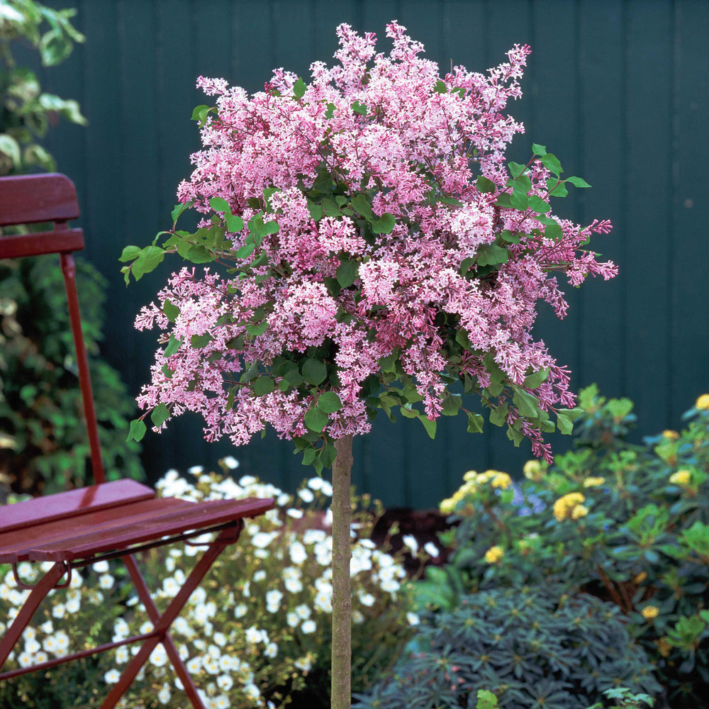 Lilas Palibin sur tige - Syringa meyeri palibin
