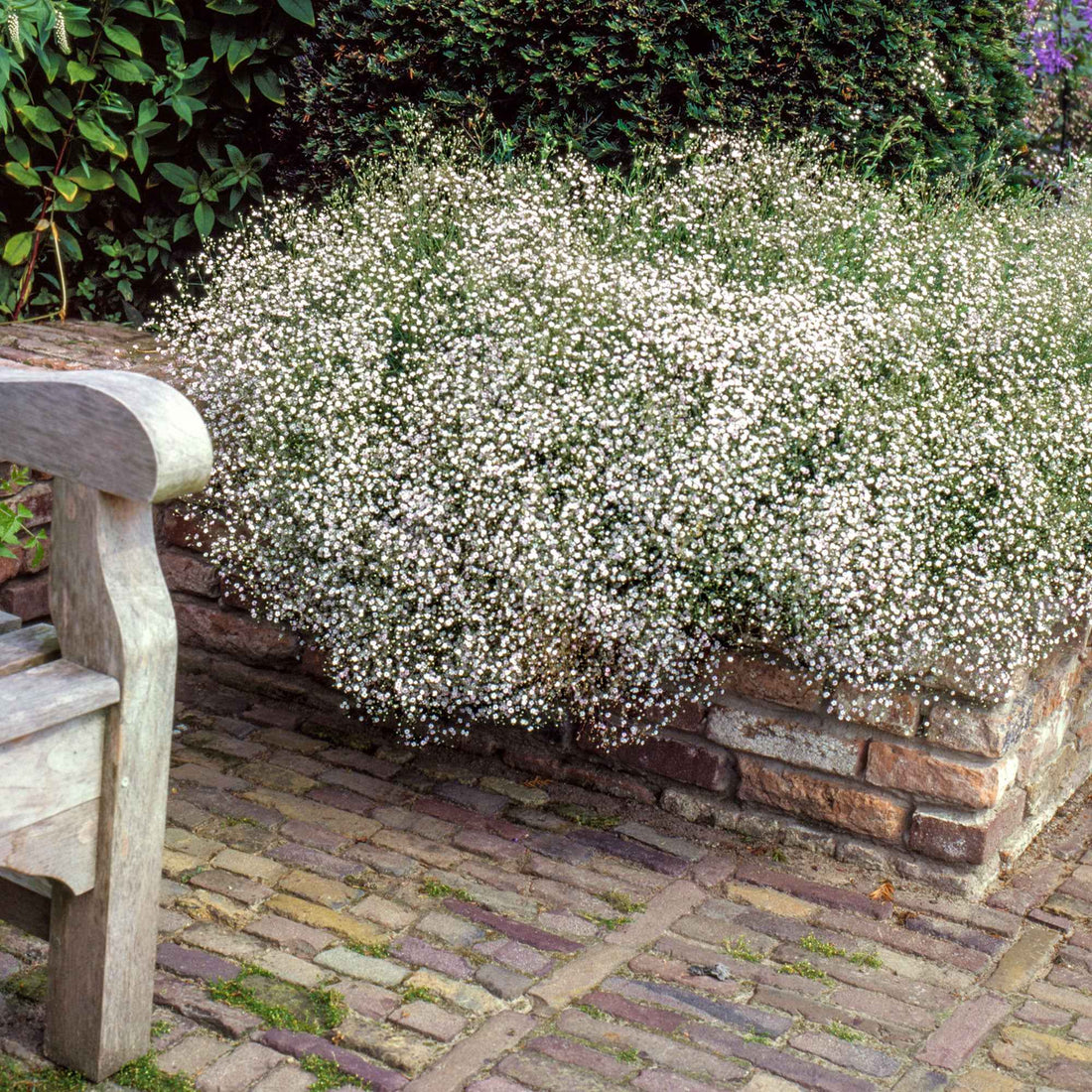 3 Gypsophiles blanche - Gypsophila paniculata