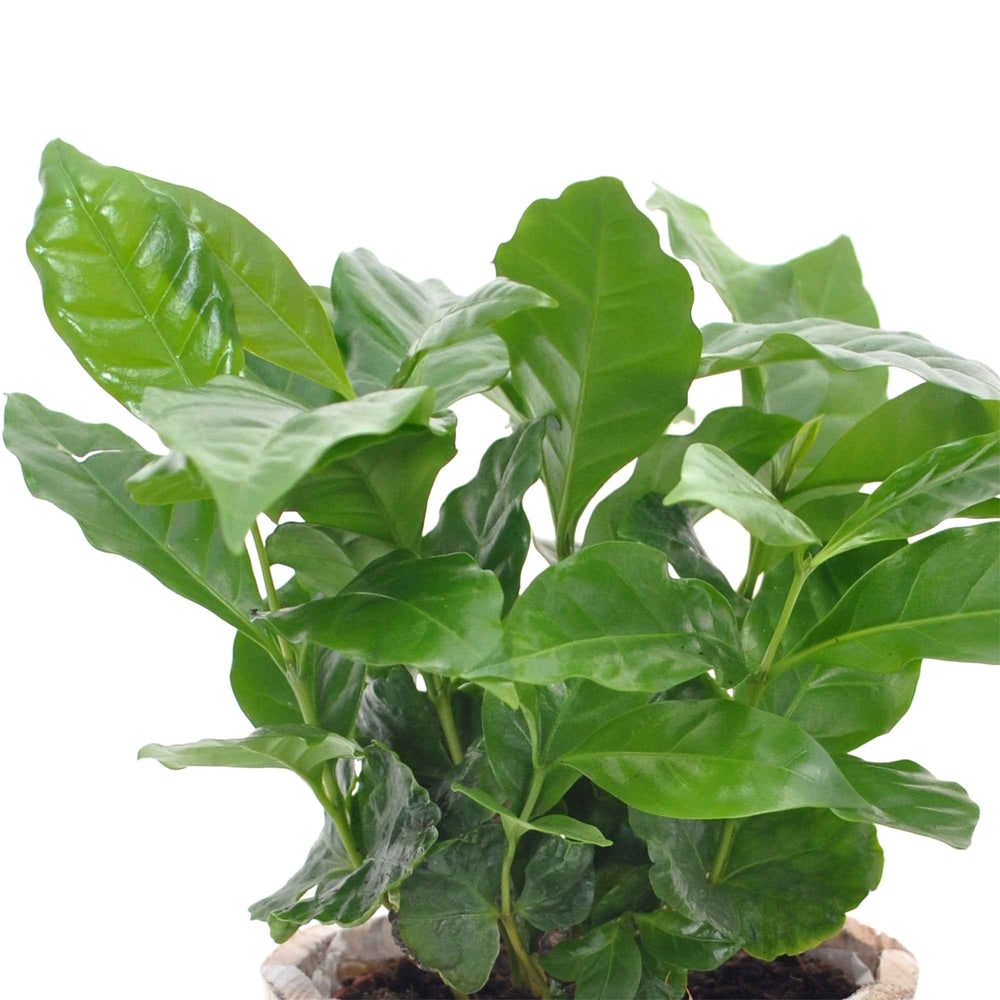Caféier - Coffea arabica