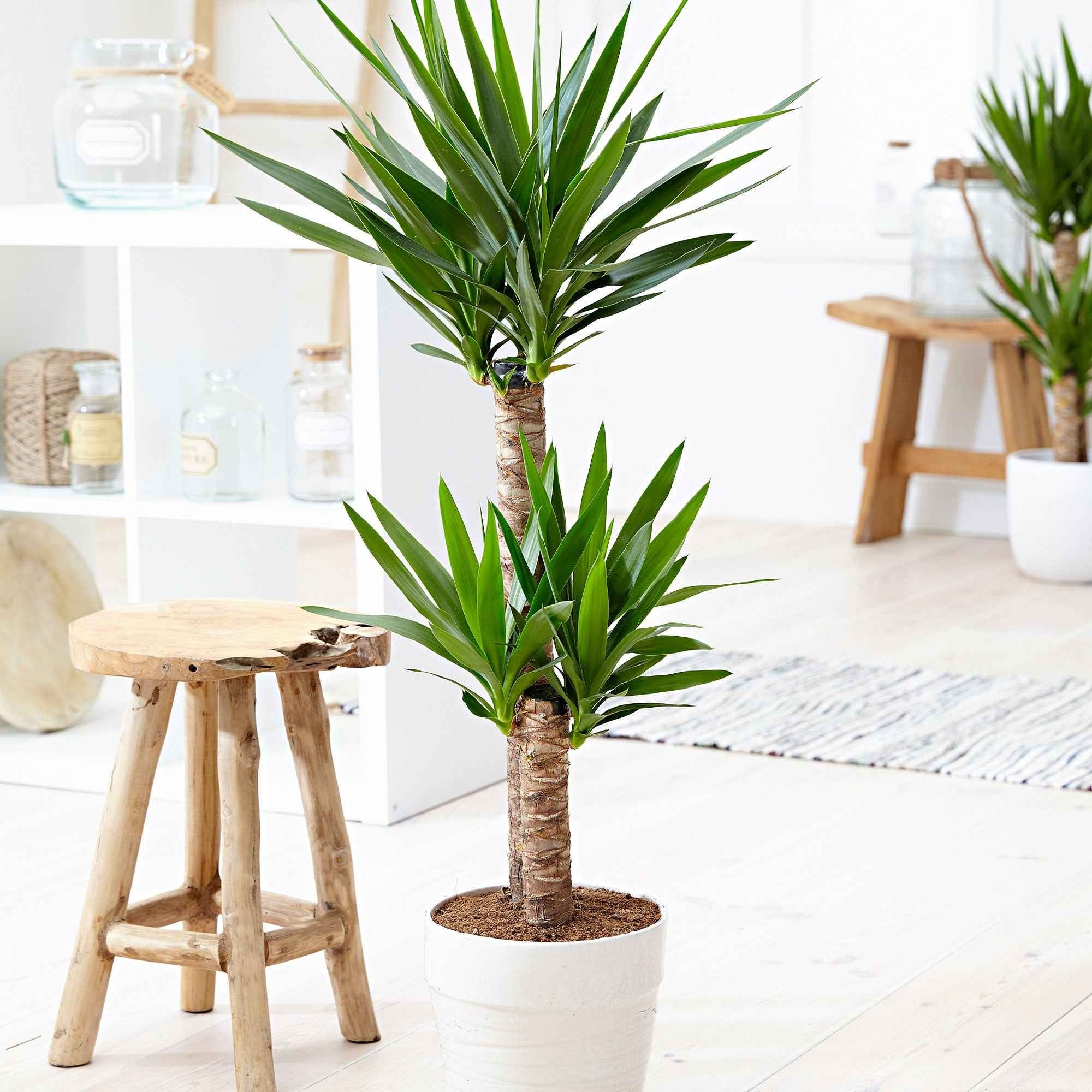 Cultiver un Yucca en Intérieur : Guide Complet