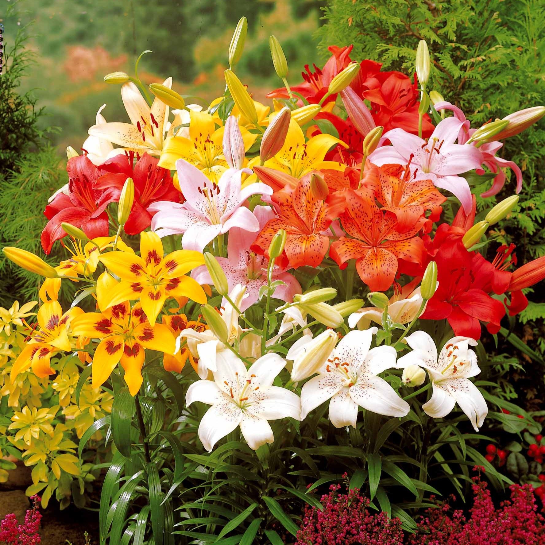 Découvrez les caractéristiques et les spécificités du lys