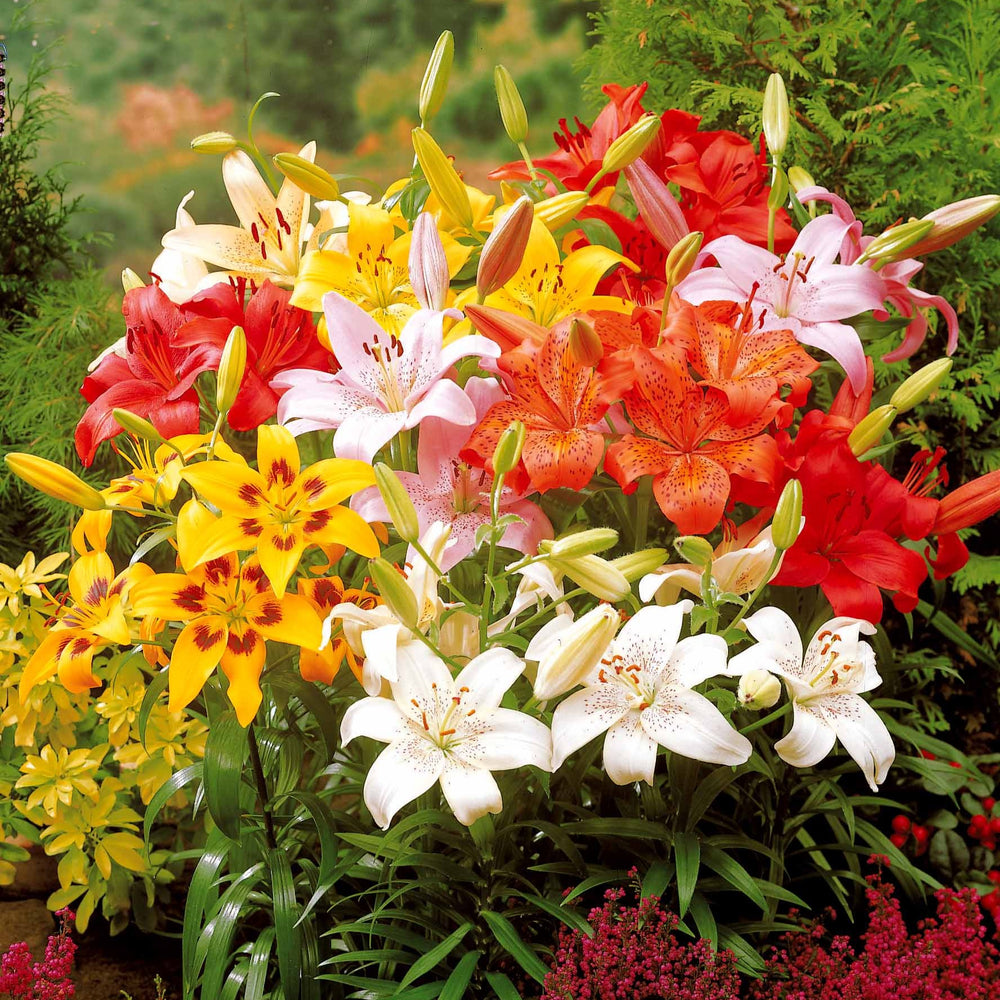 Lis - Lys | Achat, Vente en ligne - Willemse