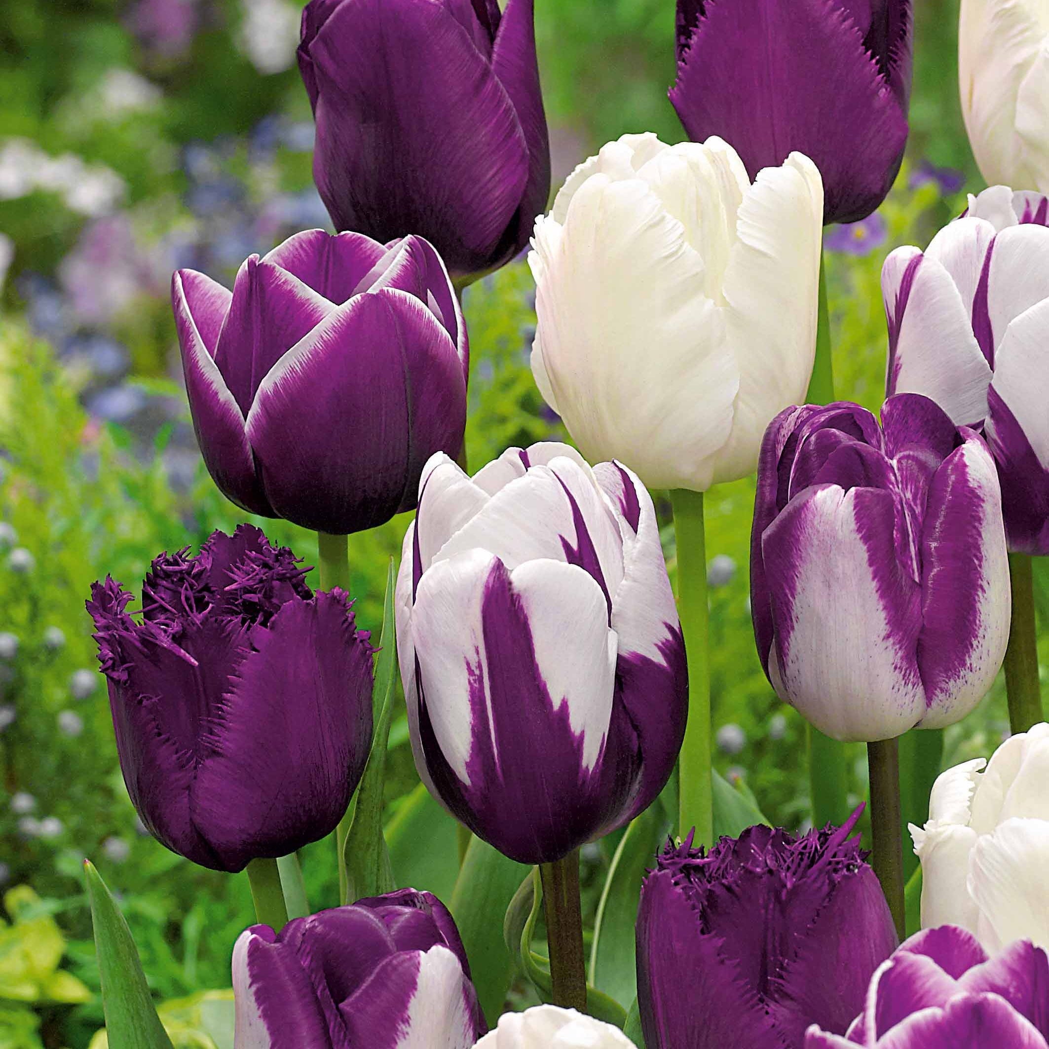Bulbes 10 Tulipes mauves et blanches en mélange - Tulipa
