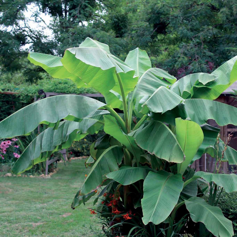 Bananier rouge d'Abyssinie - Ensete ventricosum Maurelii