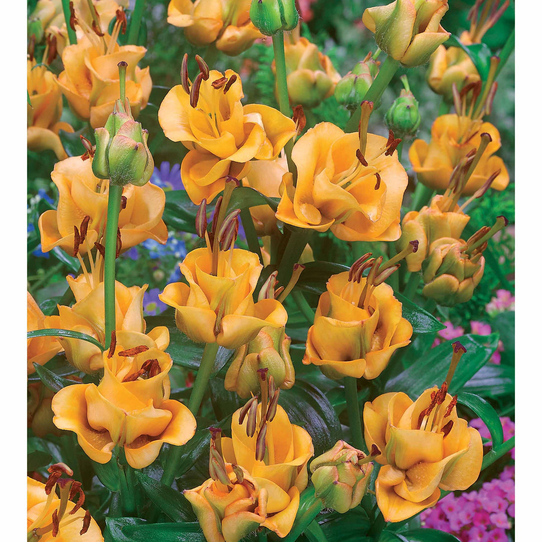 Bulbes Collection de 6 Lis (Beverly Dreams, Mister Pistache) - Lilium ...