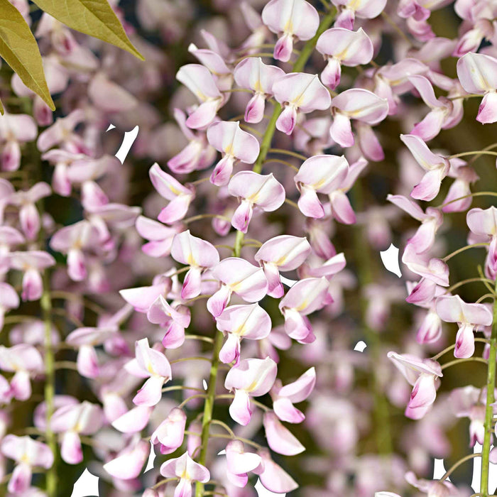 Glycine rose - Wisteria sinensis rosea