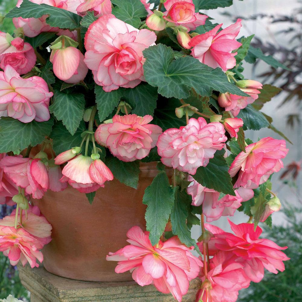 Bulbes 5 Bégonias Samba en mélange - Begonia x tuberhybrida 'samba'