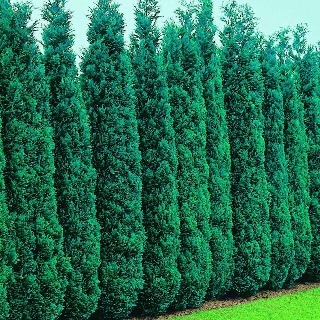 Guide étape par étape pour planter une haie de cyprès