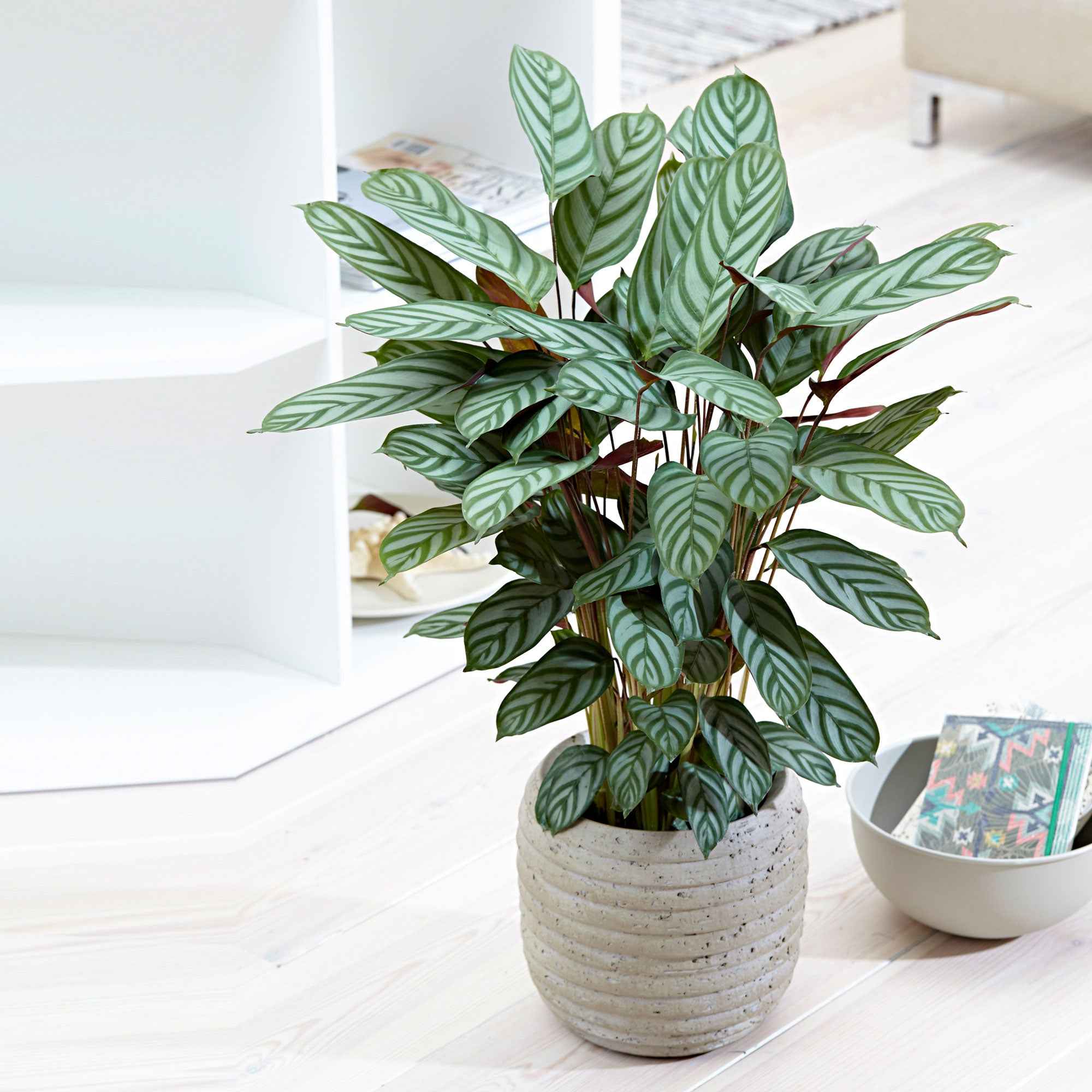 Calathéa Compact Star - Calathea compact star