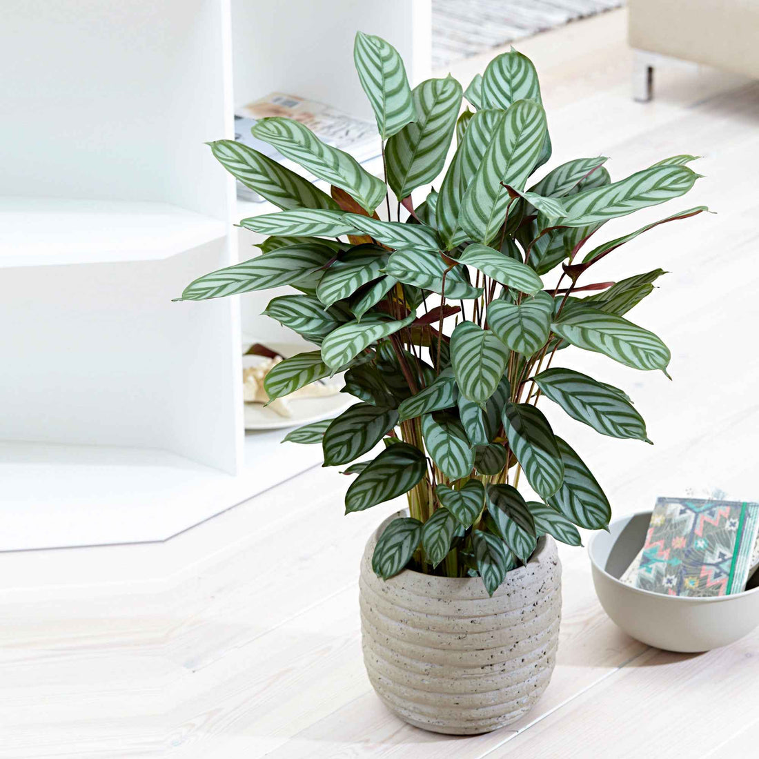 Calathéa Compact Star - Calathea compact star