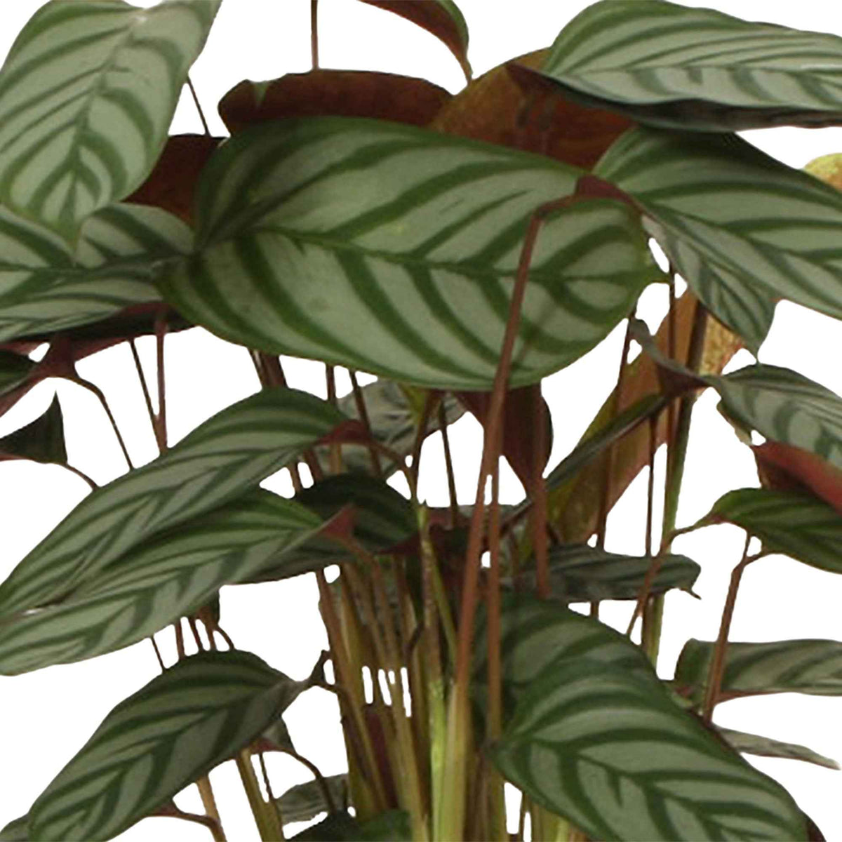 Calathéa Compact Star - Calathea compact star