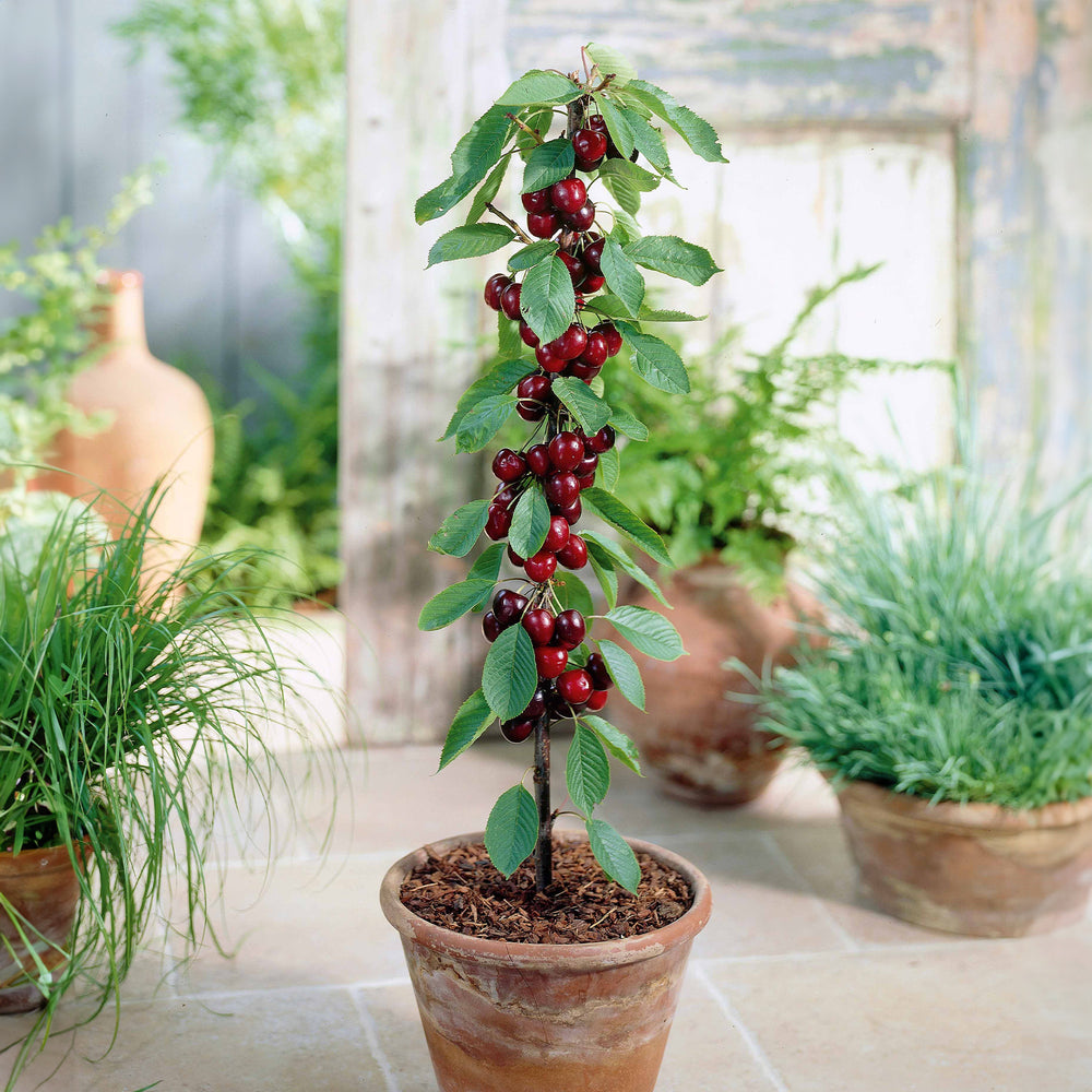 Mini-cerisier Sylvia - Prunus avium sylvia