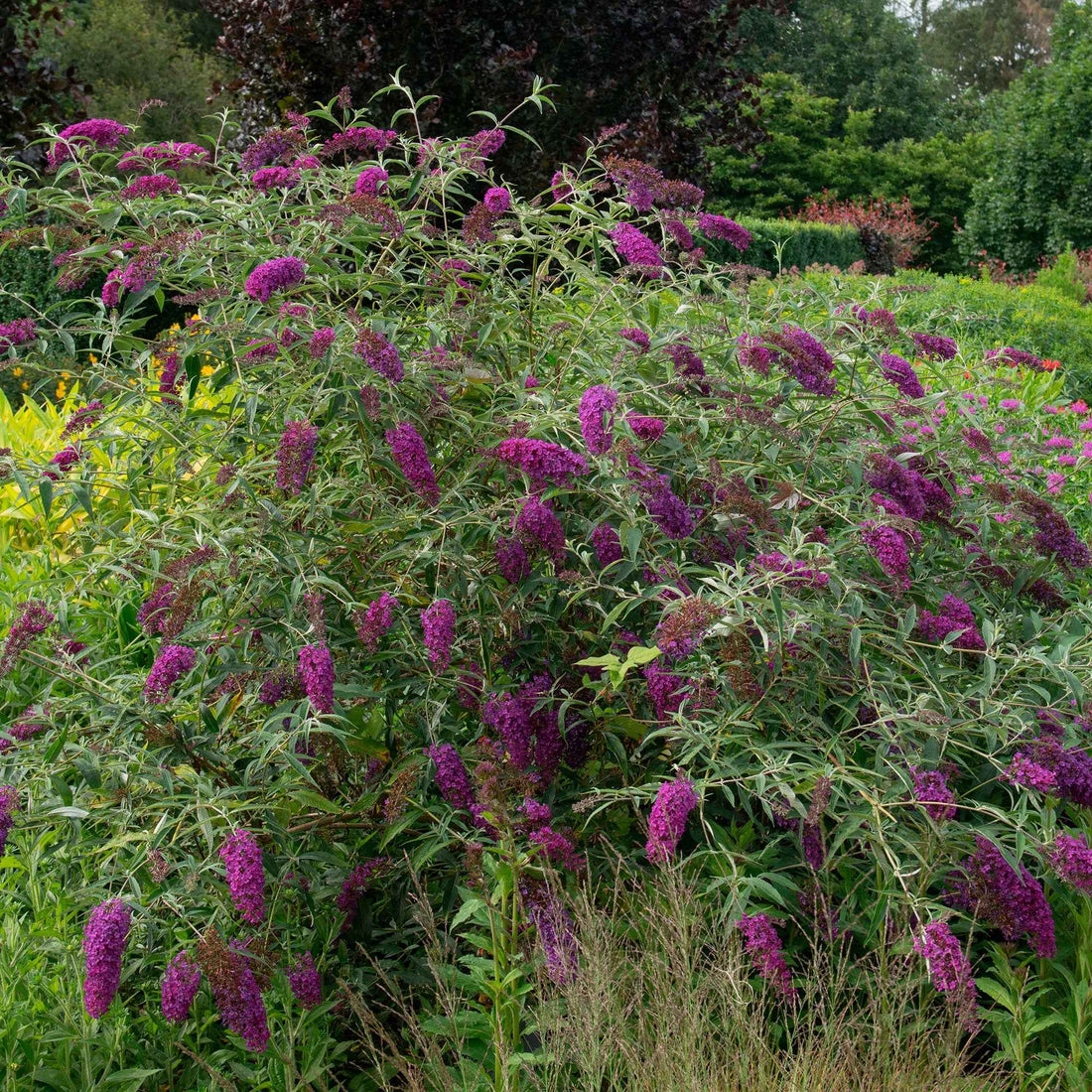 Arbre à papillons Pink Delight - Buddleja davidii pink delight
