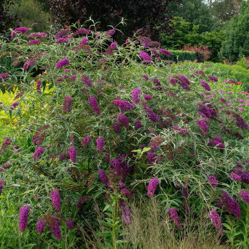 Arbre aux papillons Royal Red - Buddleja davidii royal red