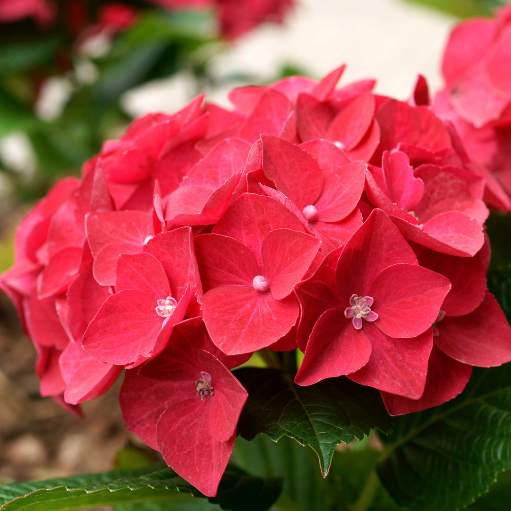 Hortensia Blue Boogie Woogie® floraison bleue ou rose | Willemse